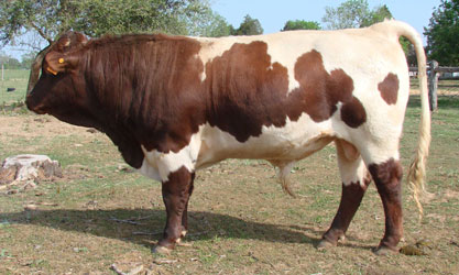 Texas Circle P Ranch, LLC - Pinzgauer Herd Sires in Rockdale, Texas