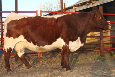 Texas Circle P Ranch, LLC - Pinzgauer Herd Donors in Rockdale, Texas