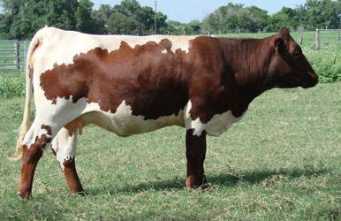 Texas Circle P Ranch, LLC - Pinzgauer Herd Donors in Rockdale, Texas