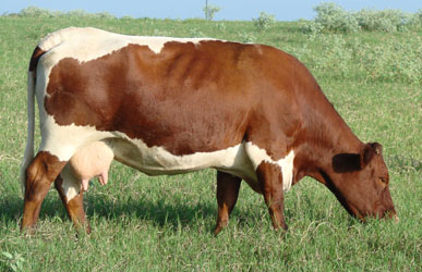 Texas Circle P Ranch, LLC - Pinzgauer Herd Donors in Rockdale, Texas