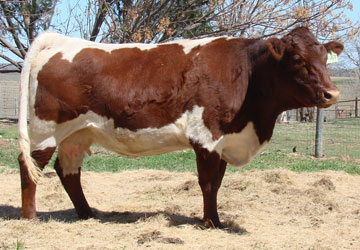 Texas Circle P Ranch, LLC - Pinzgauer Herd Donors in Rockdale, Texas