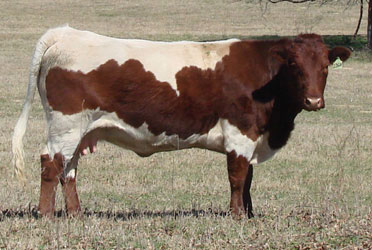 Texas Circle P Ranch, LLC - Pinzgauer Herd Donors in Rockdale, Texas