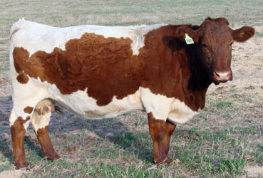 Texas Circle P Ranch, LLC - Pinzgauer Herd Donors in Rockdale, Texas