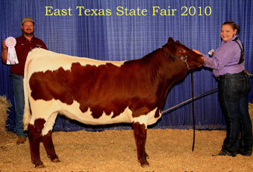 Texas Circle P Ranch, LLC - Pinzgauer Cattle in Rockdale, Texas