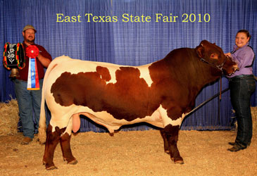 Texas Circle P Ranch, LLC - Pinzgauer Cattle in Rockdale, Texas